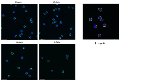 Cell Capture Imaging Reagent | LMR001